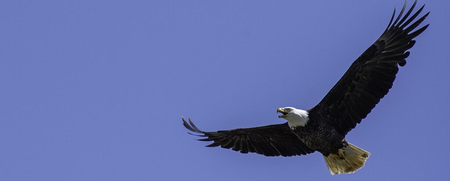 Eagle & Raptor Repository | Little River Band of Ottawa Indians